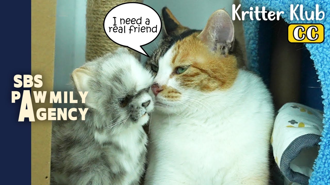 Cat At The Shelter's Only Friend Is This Stuffed Animal | Pawmily ...