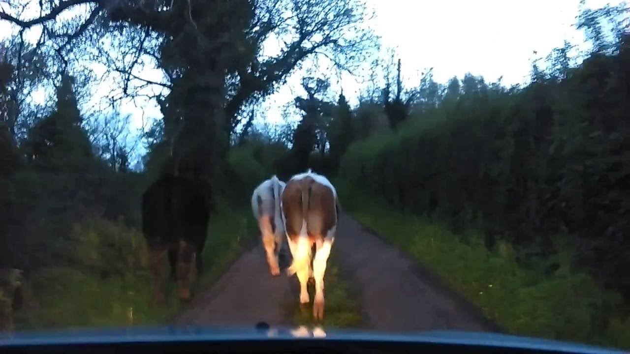 Shanballymore 001 - YouTube