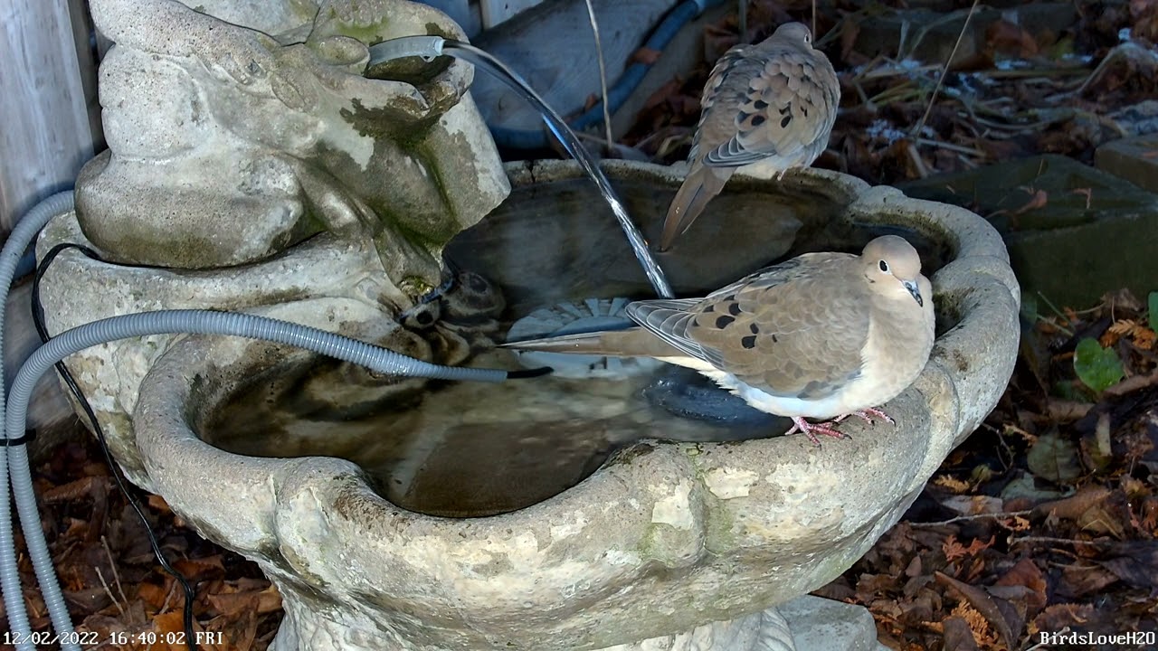 2022DEC02 Doves at night - Colombes la nuit. - YouTube