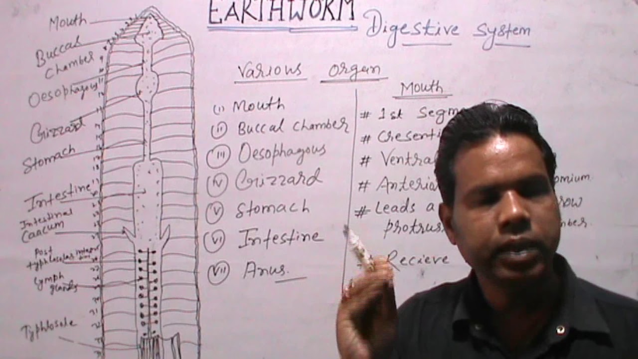 PHERETIMA POSTHUMA(Earthworm):DIGESTIVE SYSTEM - YouTube