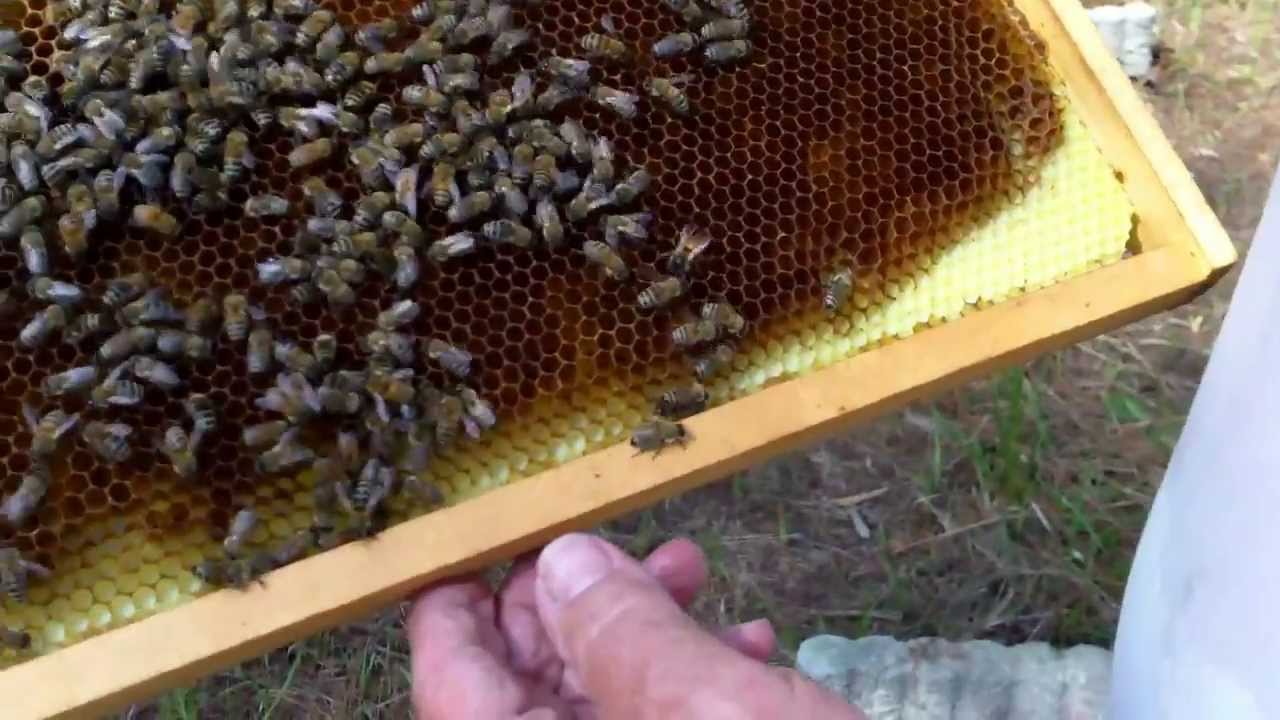 Learning to graft bees part II - YouTube