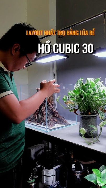 Layout nhất trụ cho hồ cubic 30 #aquarium #thuysinh #aquascapemini - YouTube
