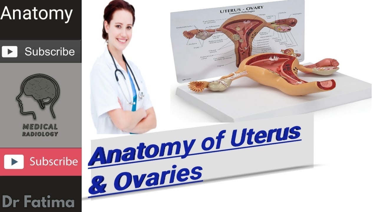 introduction to female pelvic anatomy USG by dr.fatima - YouTube