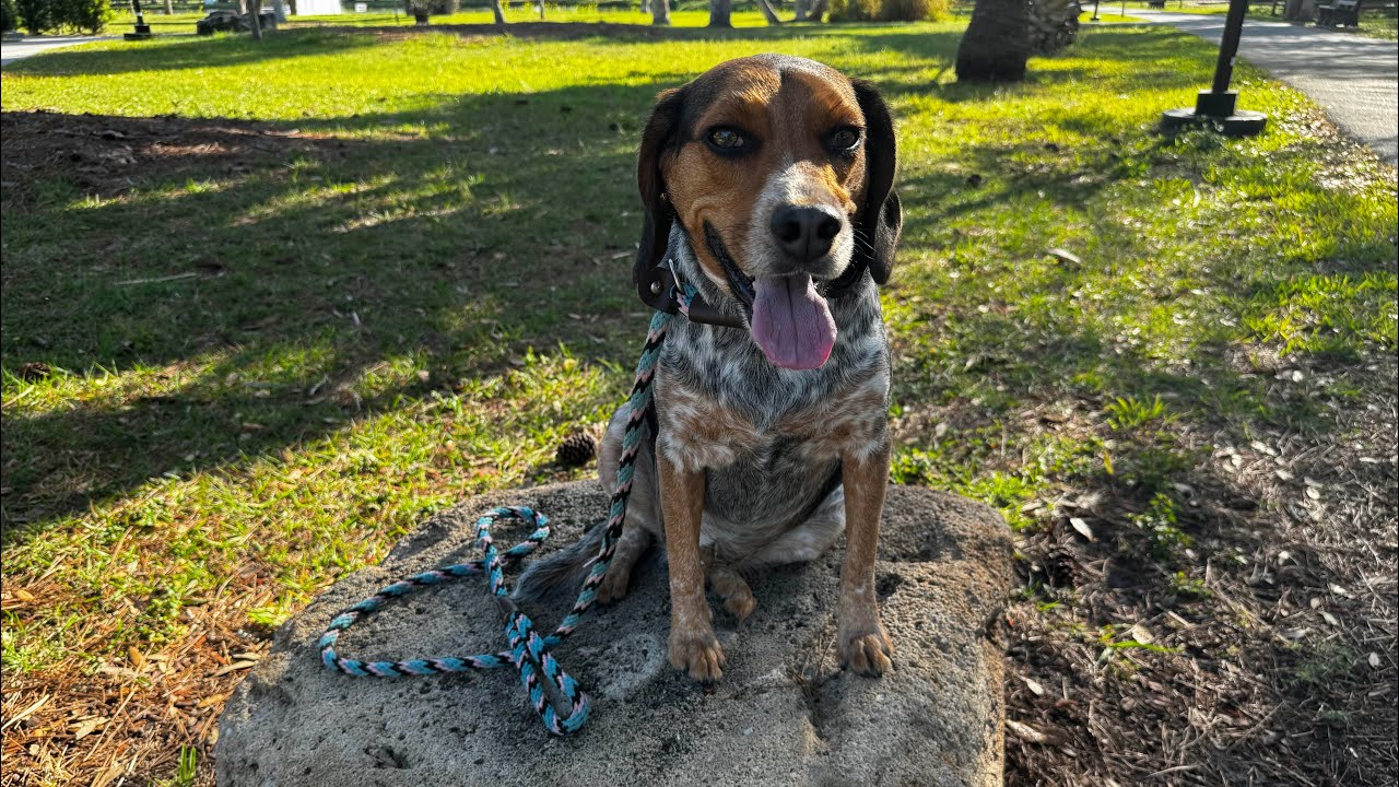 BEAGLE / HEELER MIX | PILOT | RESOURCE GUARDING | WHINING | OFF LEASH ...