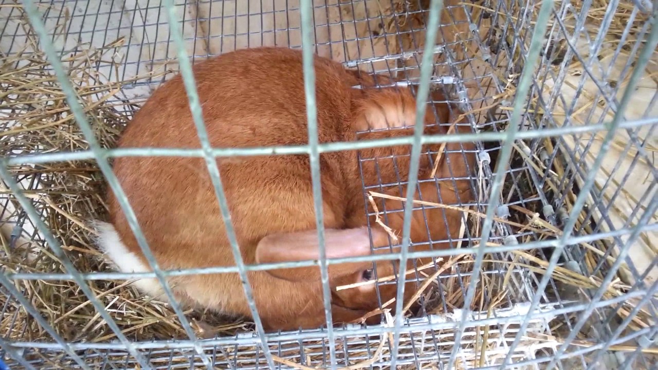 Rabbit Breeding - New Zealand Red Doe Rabbit Gives Birth to a Litter of ...