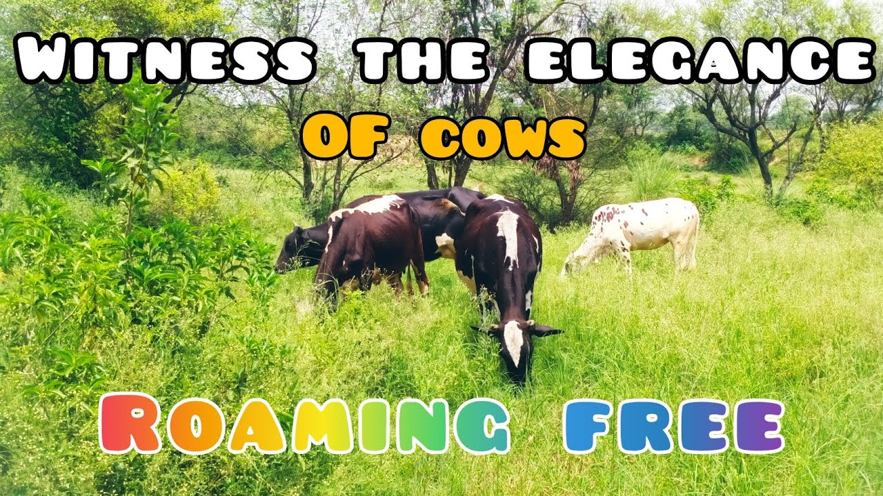 Witness the elegance of cows | Roaming Free | Grazing Field - YouTube