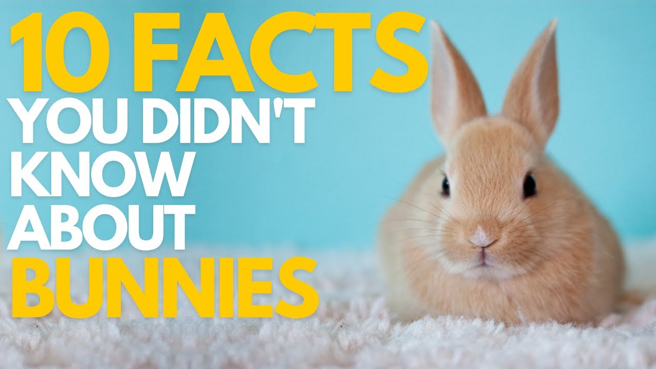 10 FACTS you didn't know about BUNNIES - YouTube