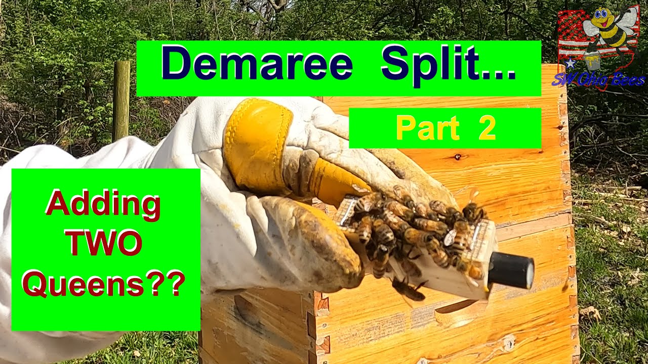 Demaree Split - Part2 - Adding Two Queens?? - Oops - YouTube