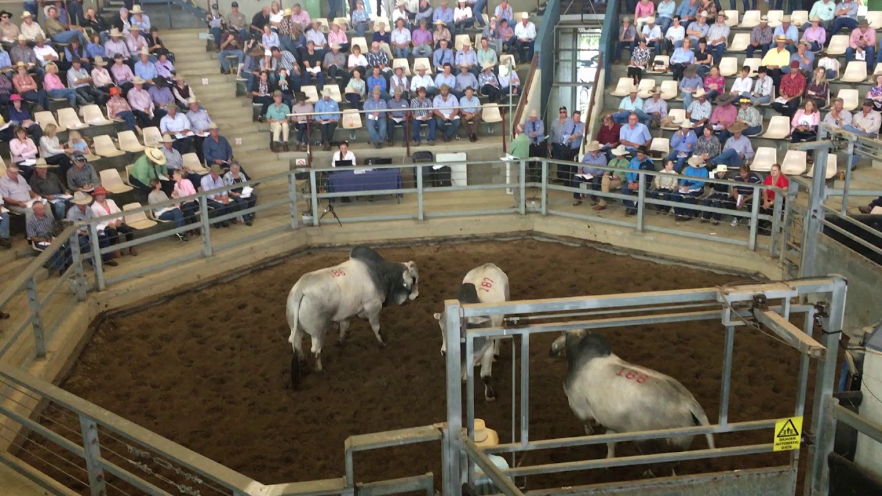LOT 187 SOLD $115,000 00 OWEN SCOTT RUAN GRAZING - YouTube