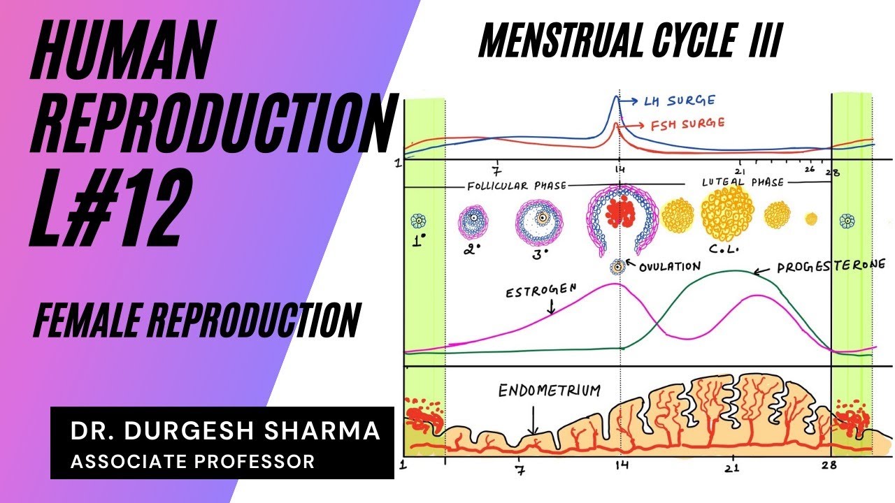 Human Reproduction L#12 | Female Reproduction | menstrual cycle | NEET ...
