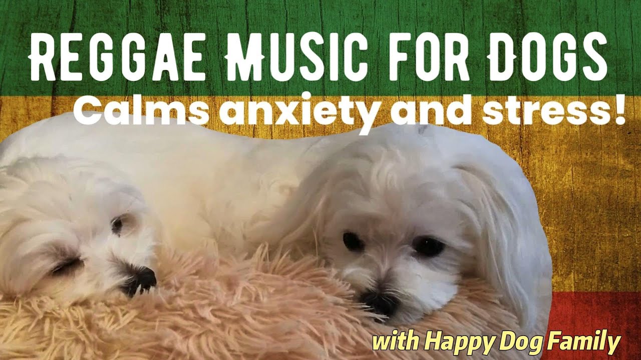 Pawsitively 🐶 ️🐶Relaxing Reggae Music for Dogs with Videos of Cute Dogs ...