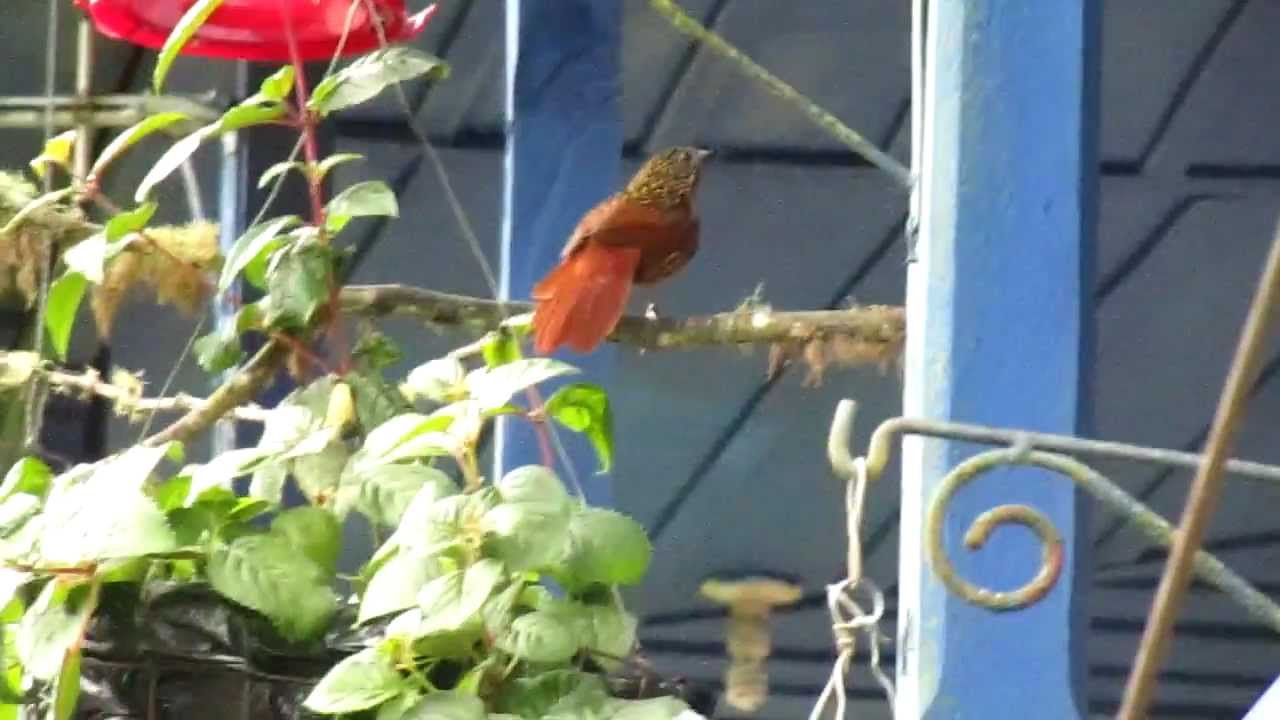 Flammulated Treehunter - Thripadectes flammulatus - Rio Blanco, C Andes ...