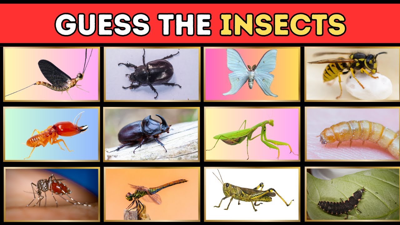 Guess These Insects? 🐜 | 5-Second Insect Identification Challenge ...