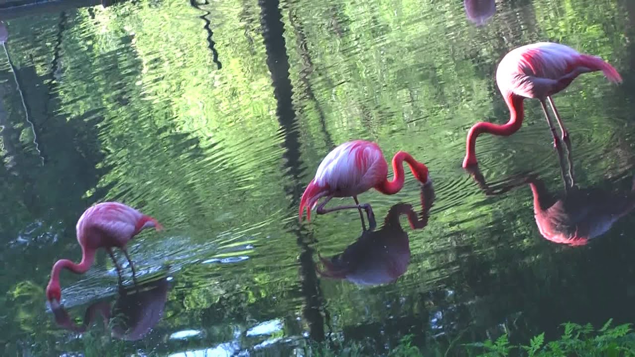 tier 45 flamingo pate garten nbg victor jadviga courage voice filmbike ...