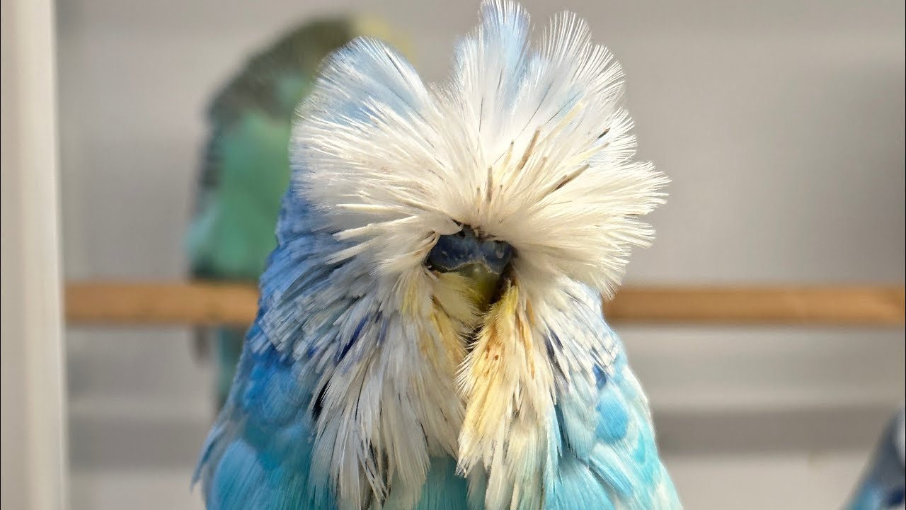 19 Kasım 2024 - YouTube