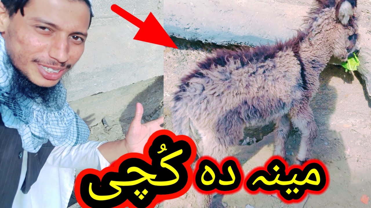 Pashto vlog new video part 10 - YouTube