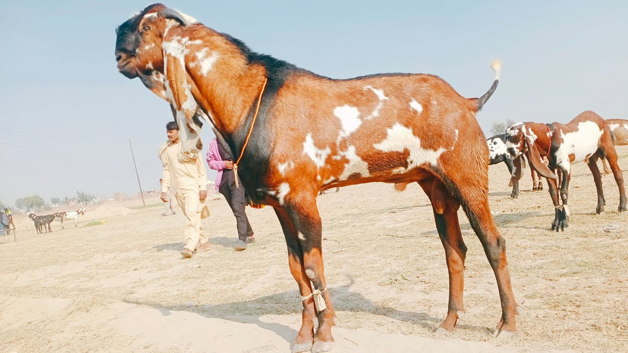 Bakra mandi Sahiwal bital baredar bakry Altaf goat farm - YouTube