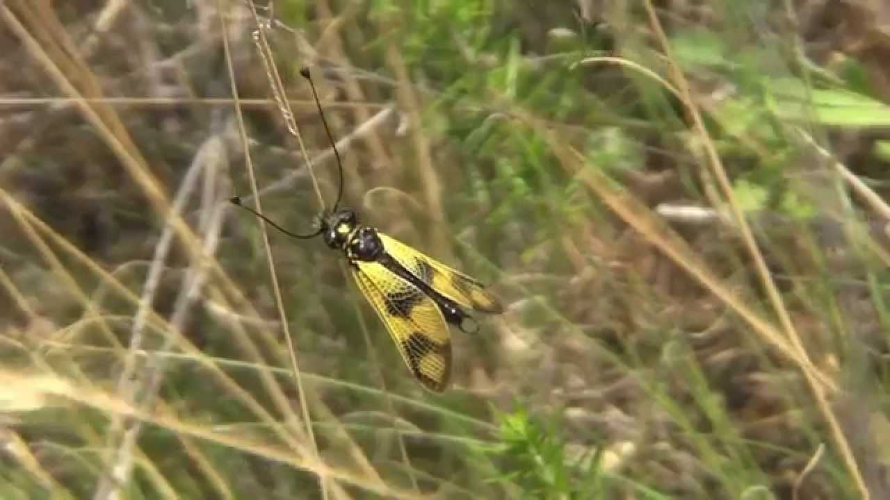 Rablópille - Libelloides Macaronius - Owlfly - YouTube