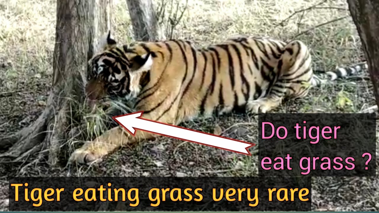 Tiger eating grass in Ranthambore | Best tiger sighting at Ranthambore ...
