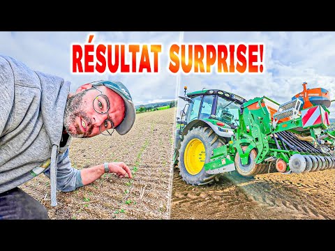 Semis de prairies, les premiers résultats + mes brebis sont-elles pleines?