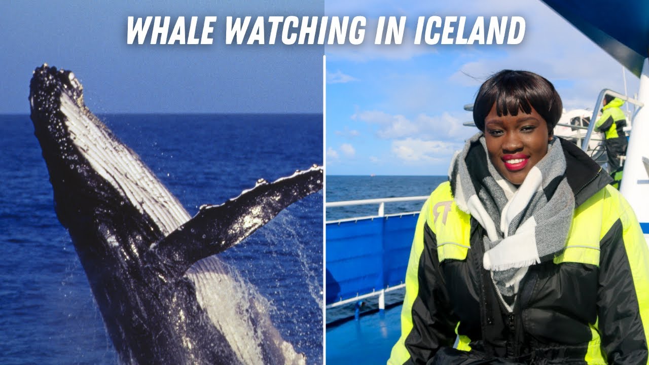 WHALE WATCHING GONE WRONG in ICELAND! 🇮🇸 (I should have known - DON'T ...