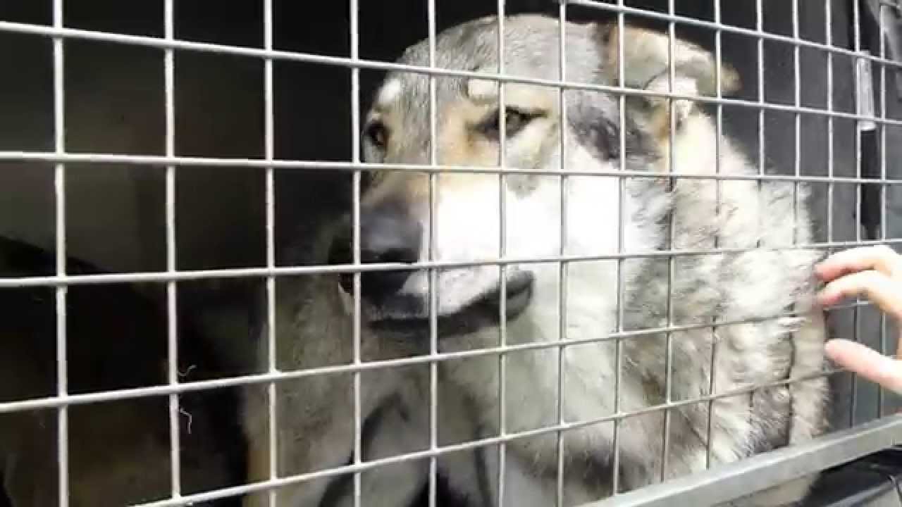 Walking with Wolves - YouTube