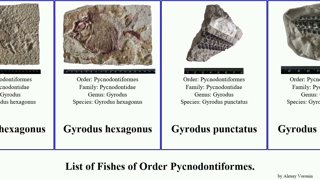 List of Fishes of Order Pycnodontiformes. gyrodus pycnodus punctatus ...