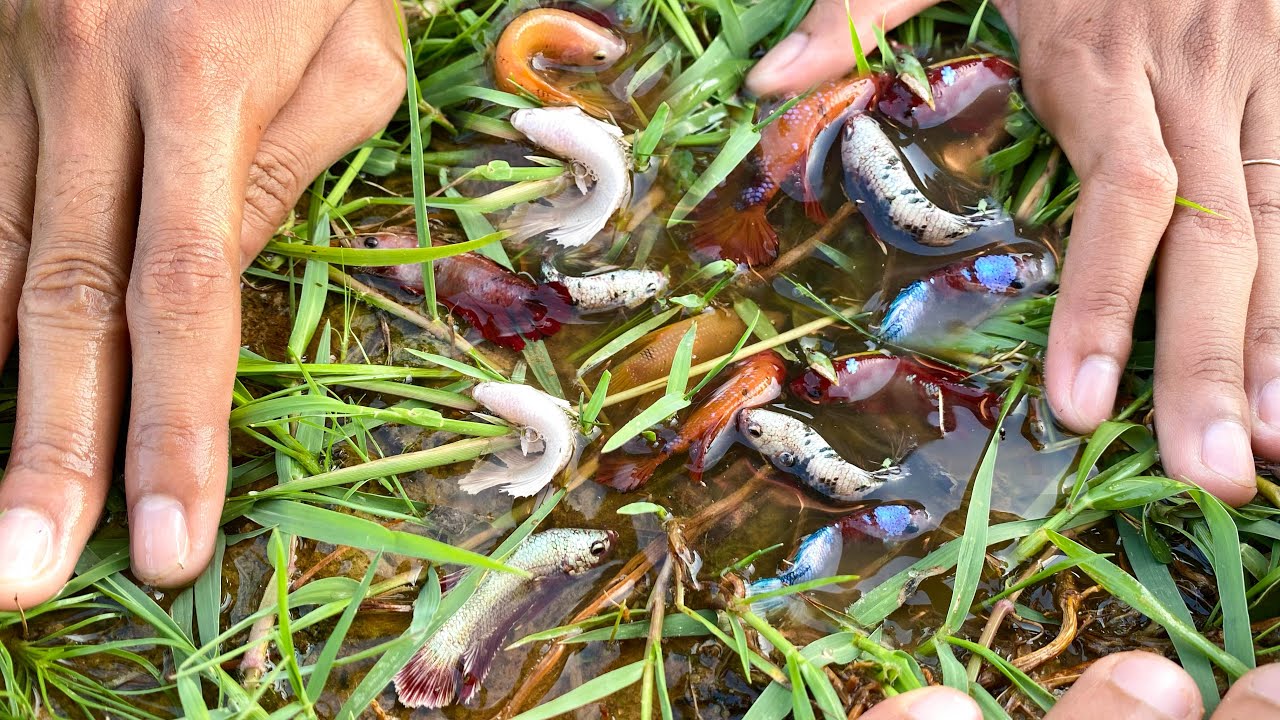 This Place Has Many Batta Fish Like Galaxy Betta, Spadetaill Betta And ...