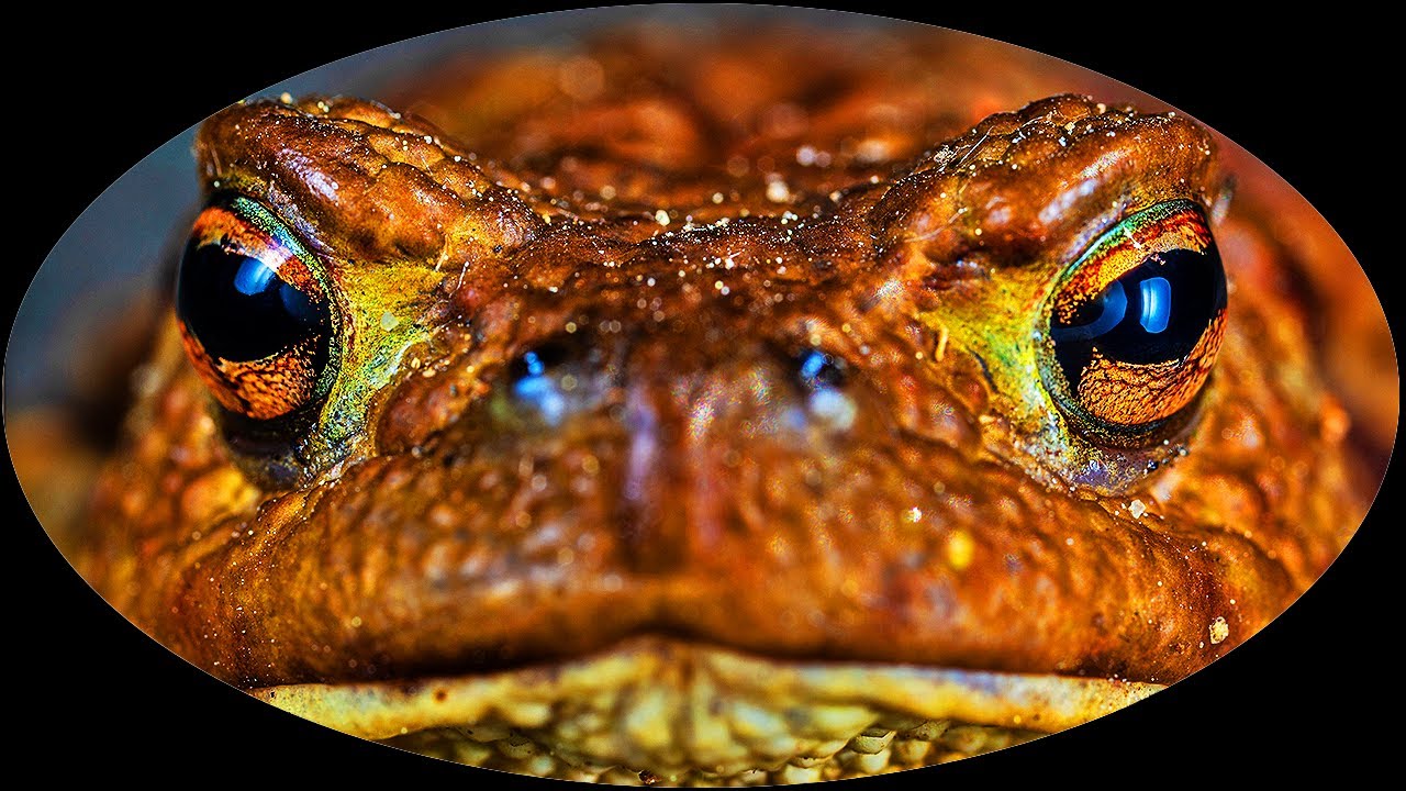 Giftige Tiere Deutschlands | Erdkröte Gift Wirkung - YouTube