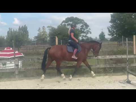 Cavalli GNZ flatwork 