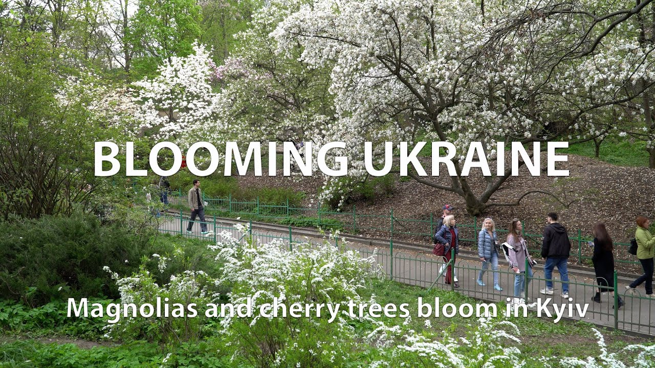 Blooming Ukraine. Magnolias and sakura trees are in bloom in Kyiv's ...