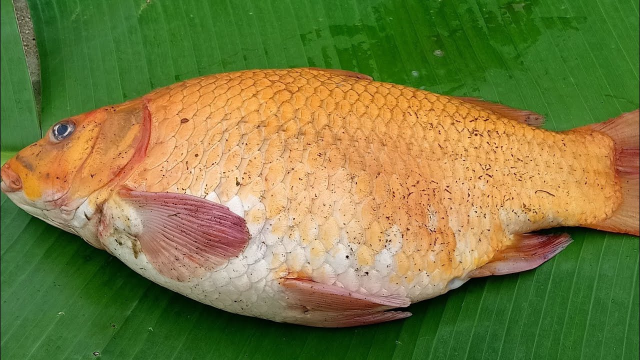 Fish curry recipe in telugu || bangaru teega fish curry || gold fish ...