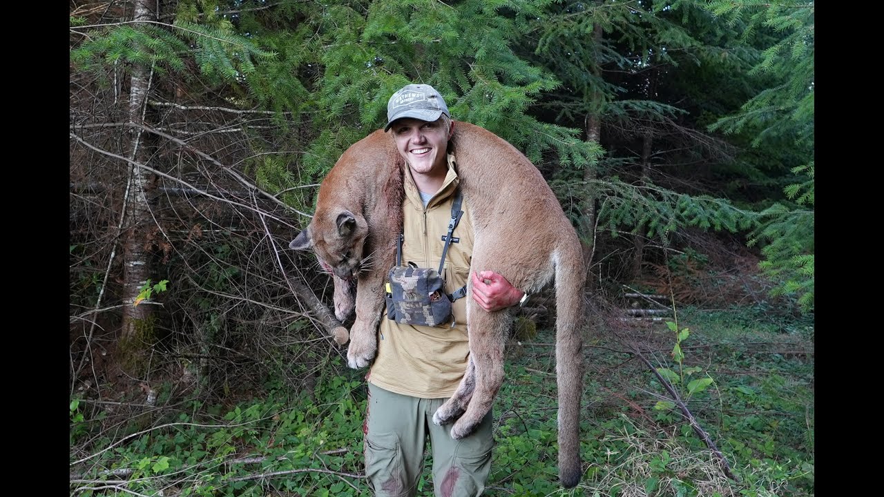 Washington State Mountain Lion Hunt (Catch and Cook) - YouTube