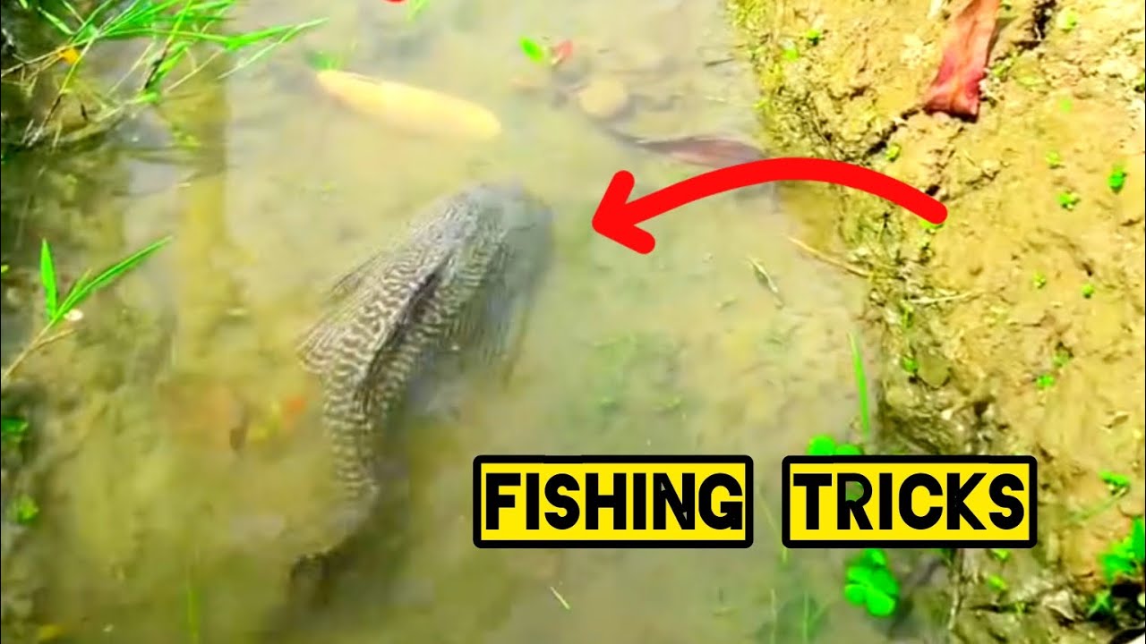 Fishing tricks. ( Amazing fishing tricks ) Sk SaDin official original ...