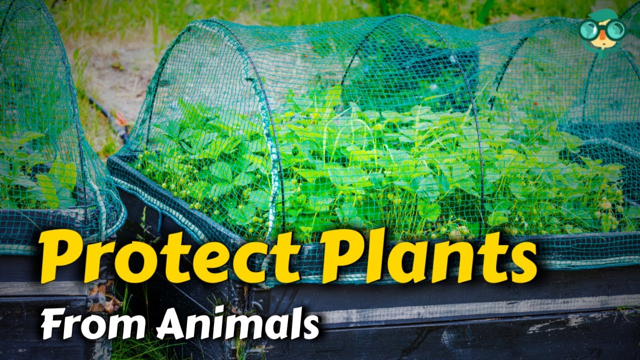 How to Protect Plants from Animals || How to Stop Animals from Eating ...