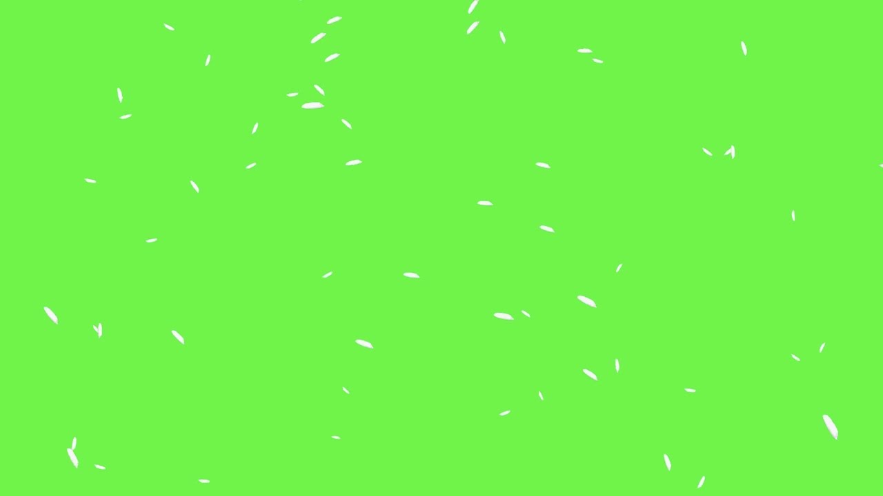 Wedding Rice Grain Green Screen Status I Green Screen Effect I Rice ...