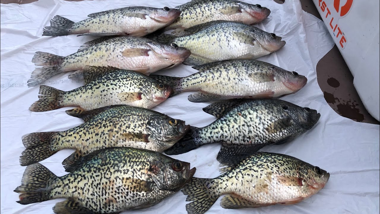 how to filet a crappie in less than a minute - YouTube