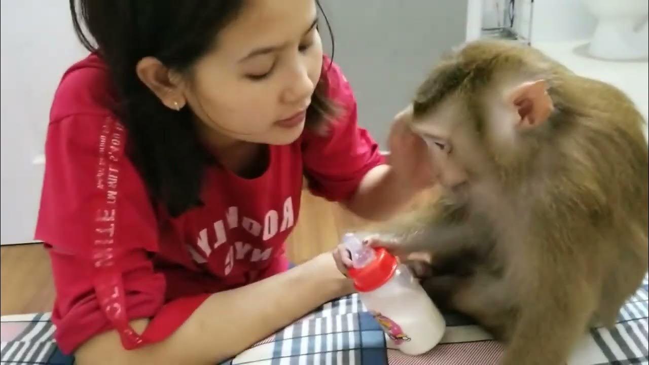 Monkey Baby Nui 2025 Nui is angry with Mom but Nui still drinks milk enthusiastically - YouTube
