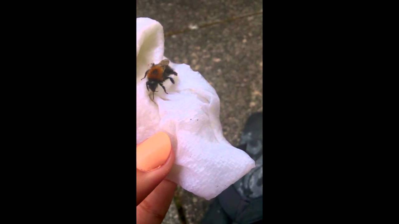 Bee drinking - YouTube