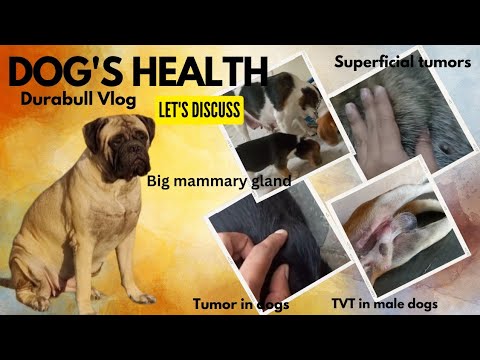 Tvt in male dogs । tumor in dogs । how to reduce breast size after ...