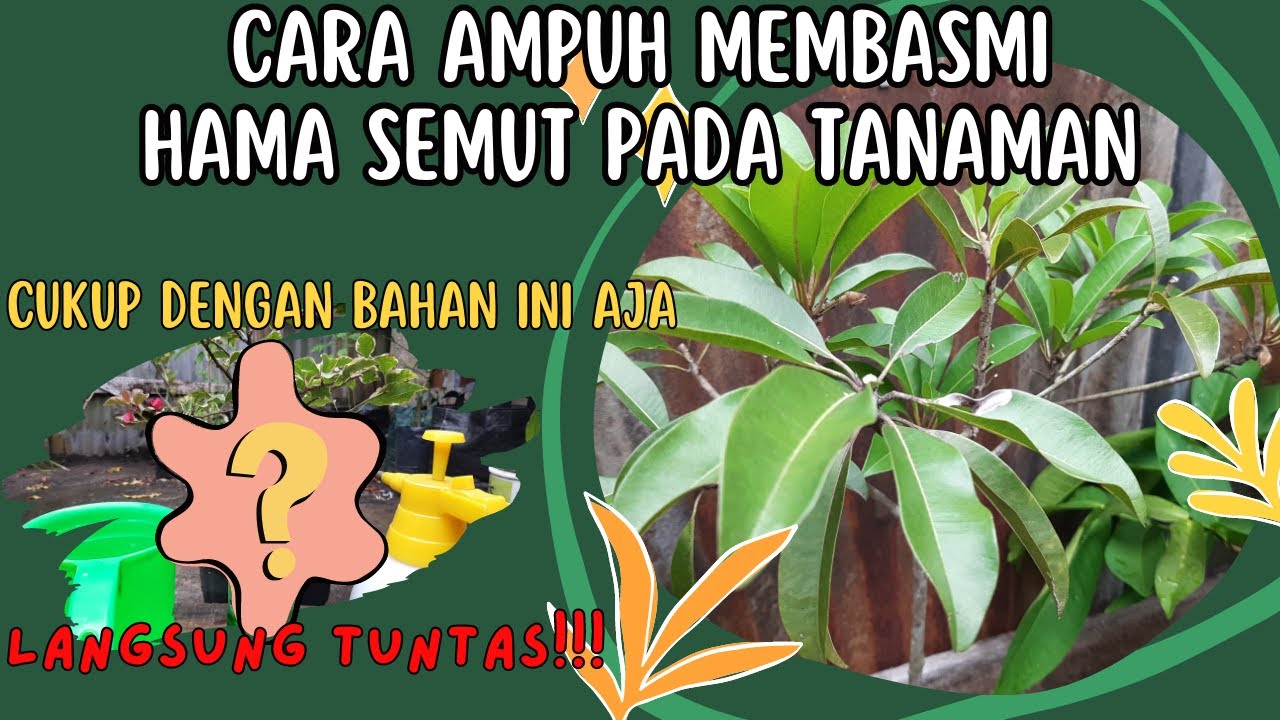 Cara Ampuh Membasmi Hama Semut Pada Tanaman - YouTube