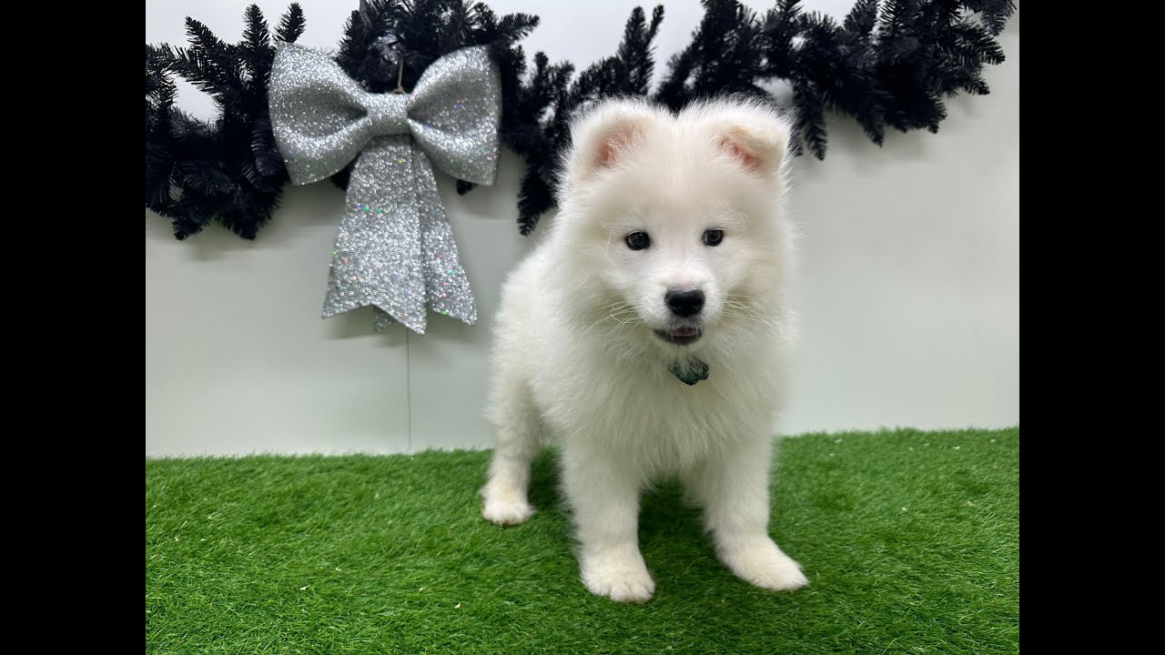 🐶 Samojeed 🐶 reu 🐶 PUP ID 014730691 🐶 - YouTube
