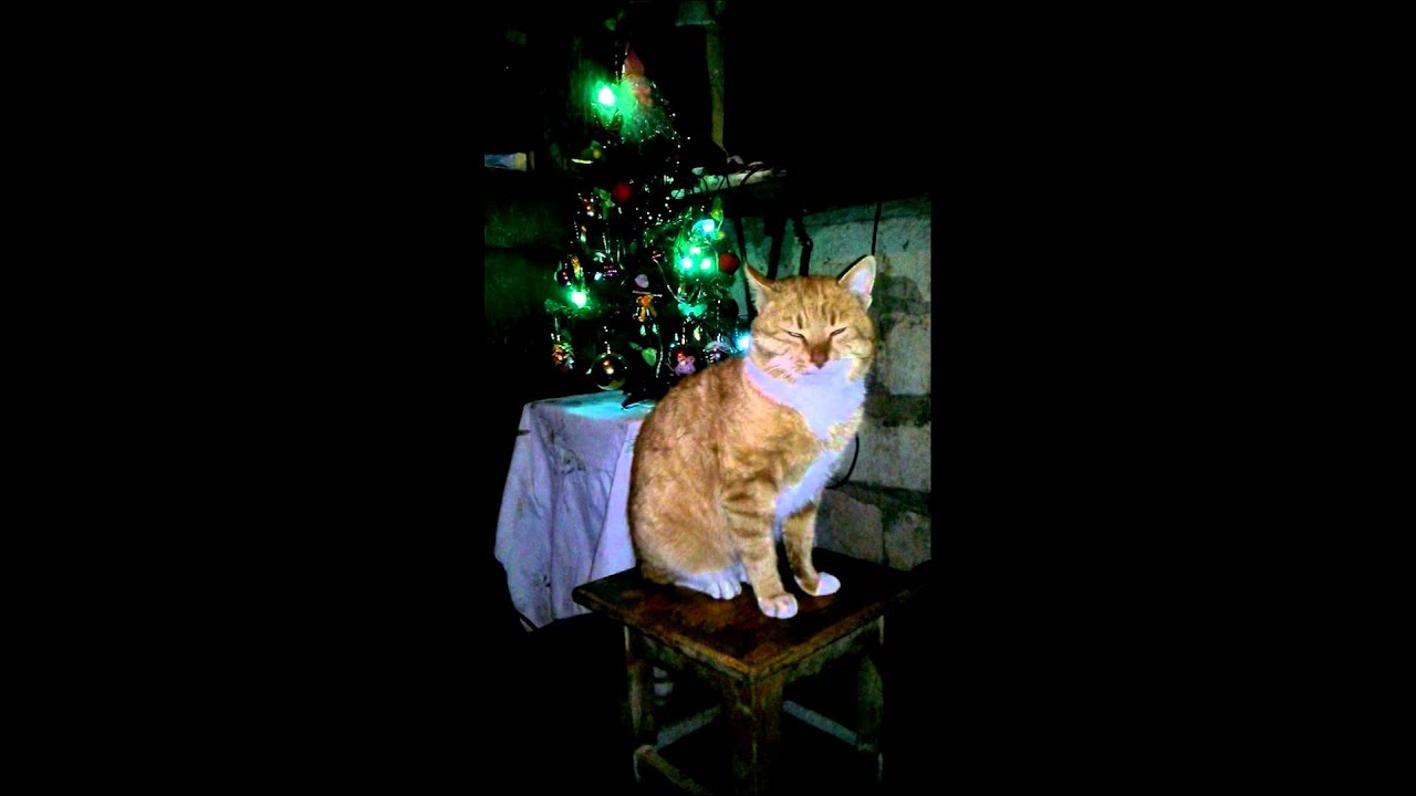 სასაცილო ფისო-sasacilo fiso - YouTube