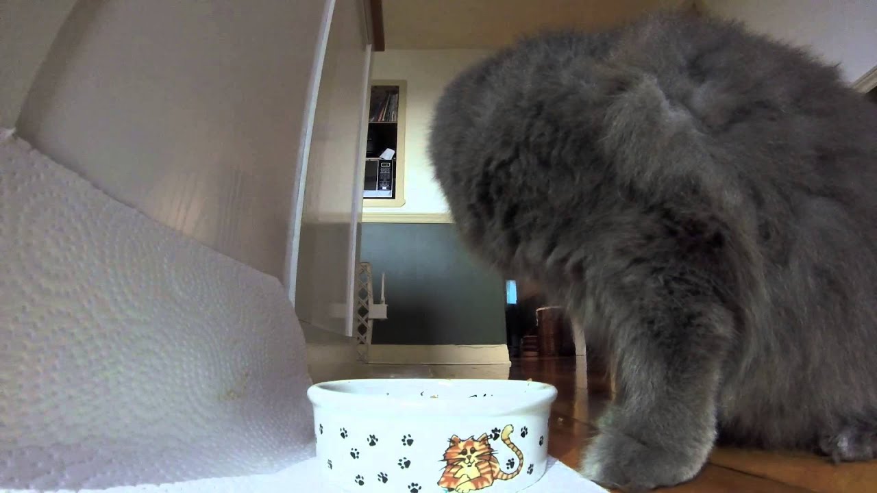 Cat eating (disgusting) - YouTube