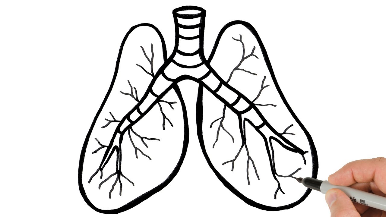 How to Draw Lungs | Learn Human Organs & Body Parts Drawings - YouTube