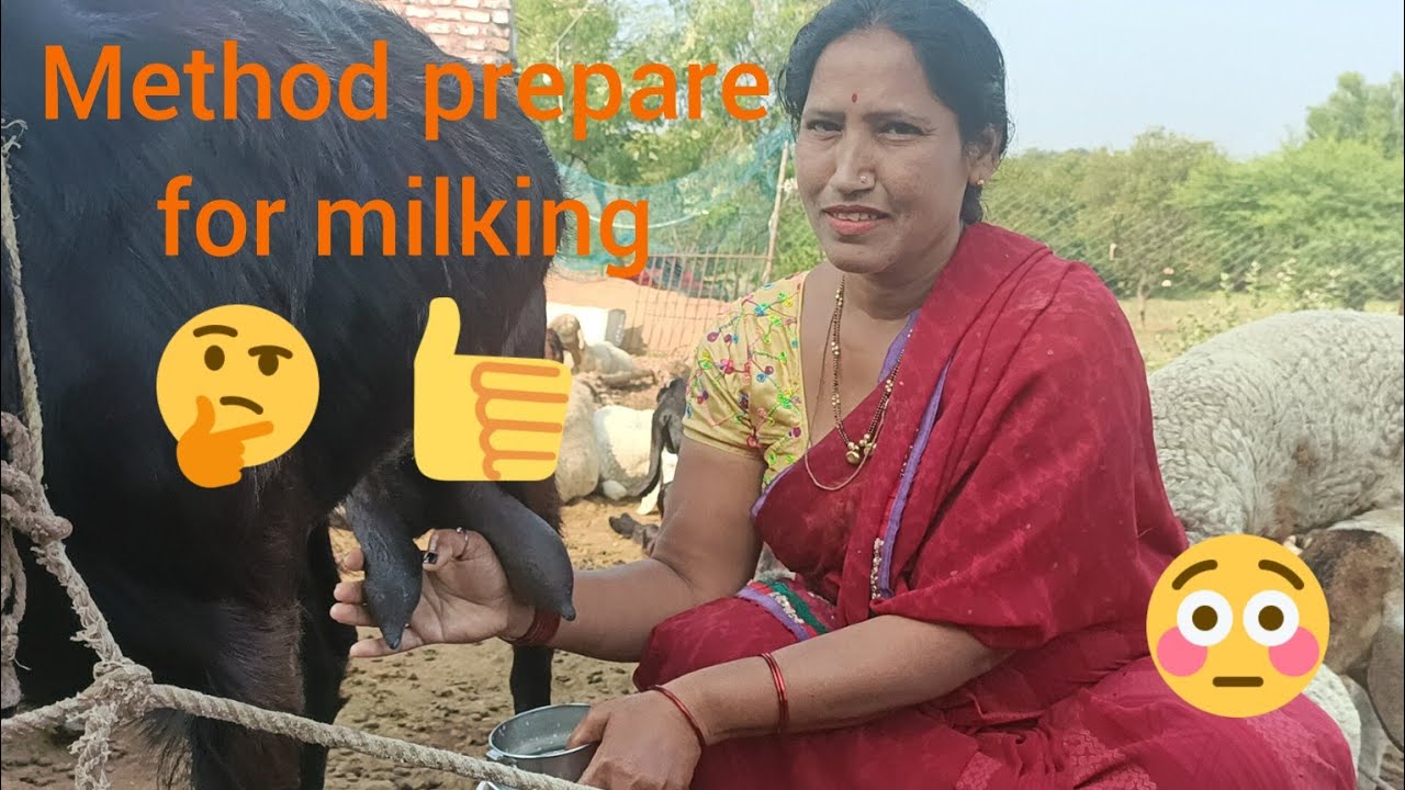 Goats method prepare for milking 🥰@RGJ24 - YouTube