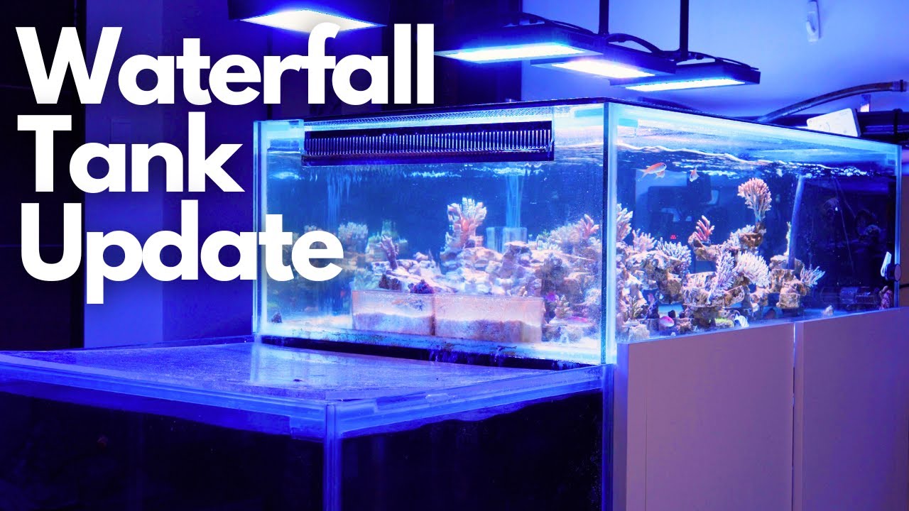 Waterfall Reef OVERHAUL! SPS DOMINATED 4FOOT PENINSULA REEF - YouTube