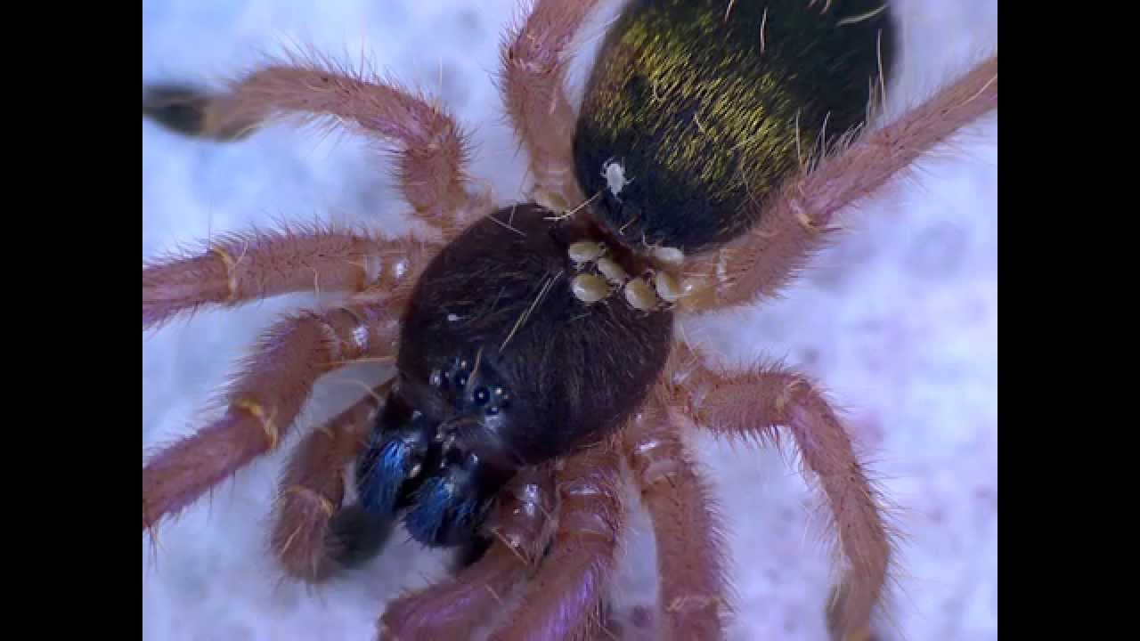 Vogelspinne mit Milbenbefall (Tarantula mite infestation) - YouTube