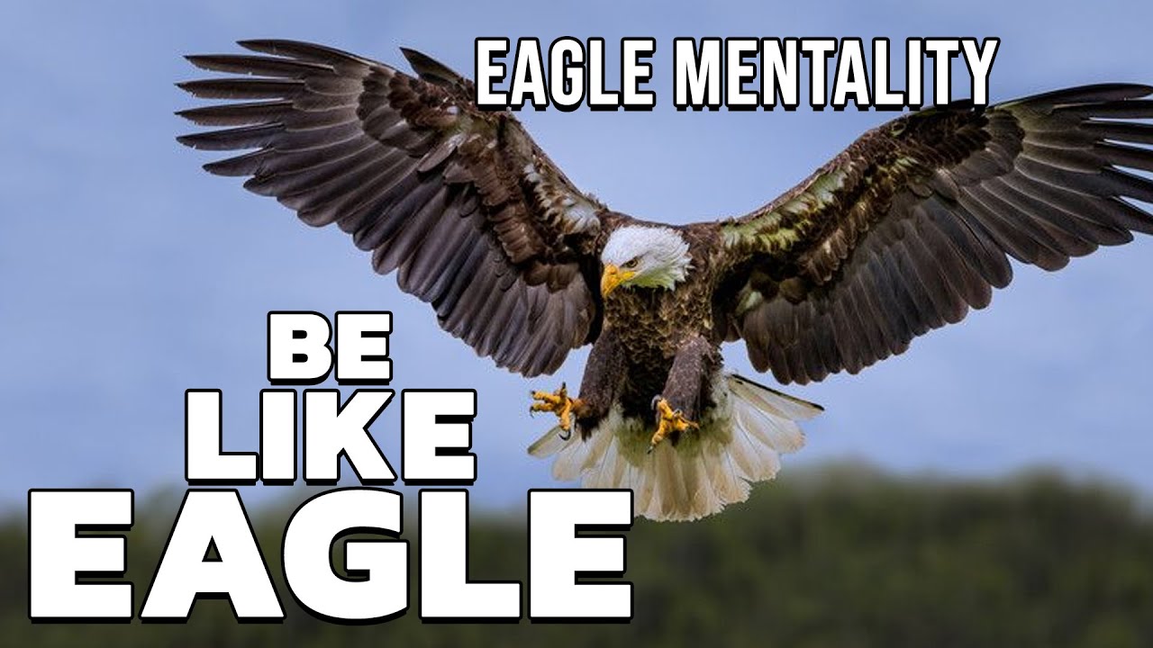 Eagle Mentality | Highly Motivational Video | Eagle Inspiring Story ...