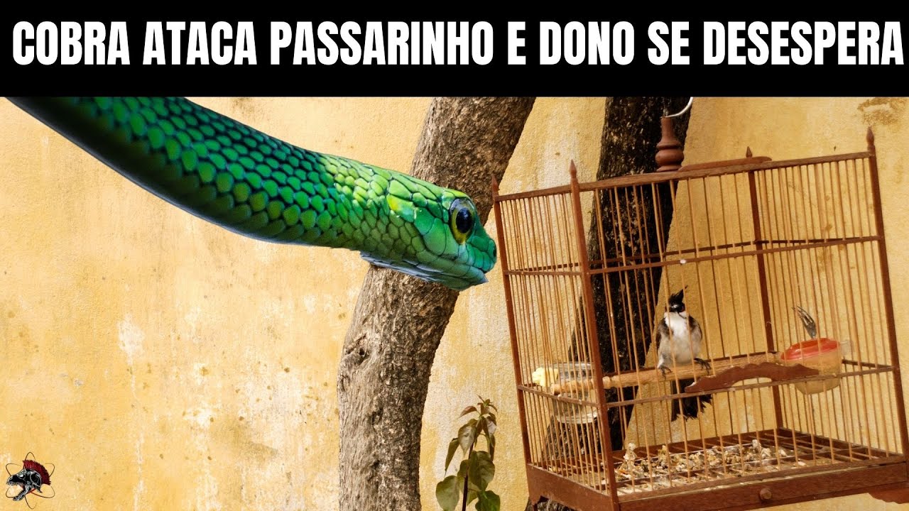 Cobra ataca passarinho na gaiola e dono se desespera | Biólogo Henrique ...